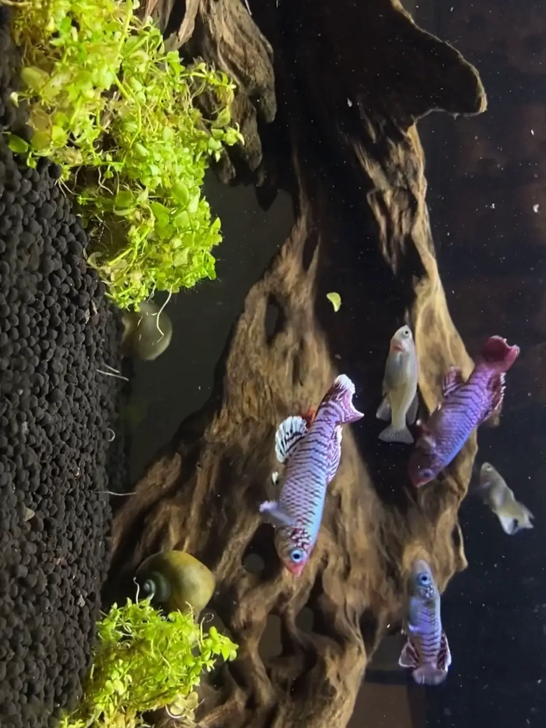 เอาปลา Killi fish มาอวดพวกเตงงับ🫶🏻 | วิดีโอที่เผยแพร่โดย nina | Lemon8