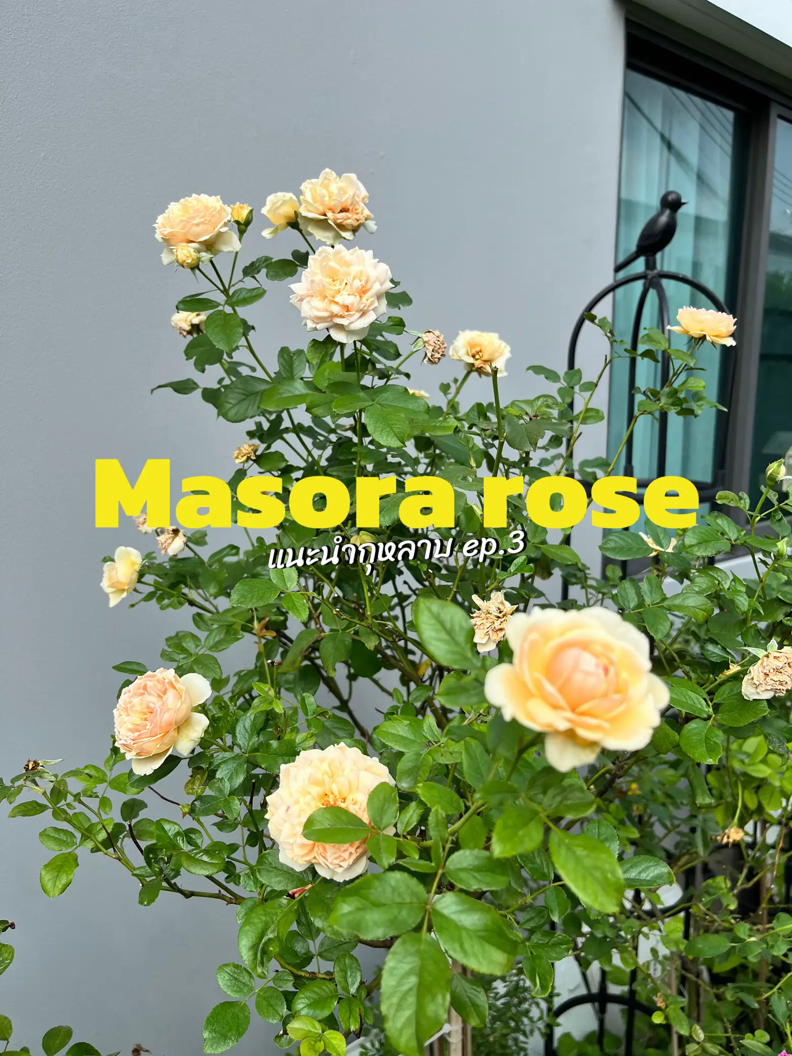 แนะนำกุหลาบ ep.3 : Masora rose 🌹 | แกลเลอรีที่โพสต์โดย Minin.rose | Lemon8