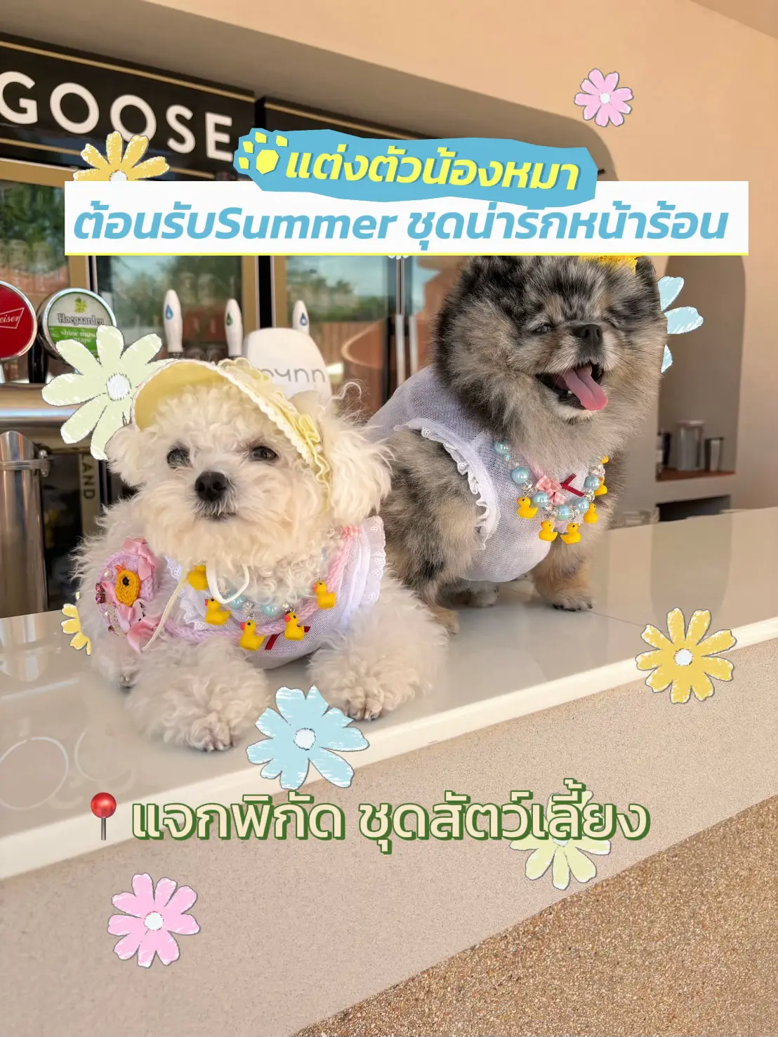 ป้ายยา เสื้อผ้า สร้อยคอทำมือน้องหมาน่ารักๆ Dog Fashion🐣💎 | แกลเลอรีที่ ...