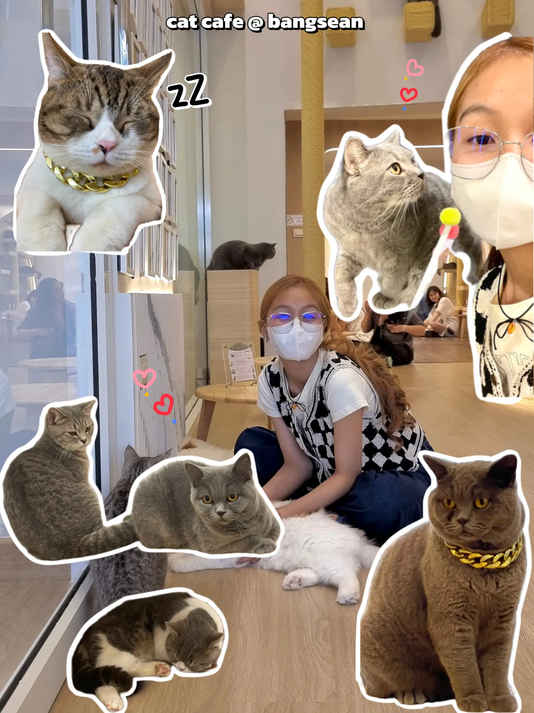 𝘾𝙖𝙩 𝙘𝙖𝙛𝙚 🐈𝘽𝙖𝙣𝙜𝙨𝙚𝙖𝙣 | แกลเลอรีที่โพสต์โดย Kakakhim 🍰 | Lemon8