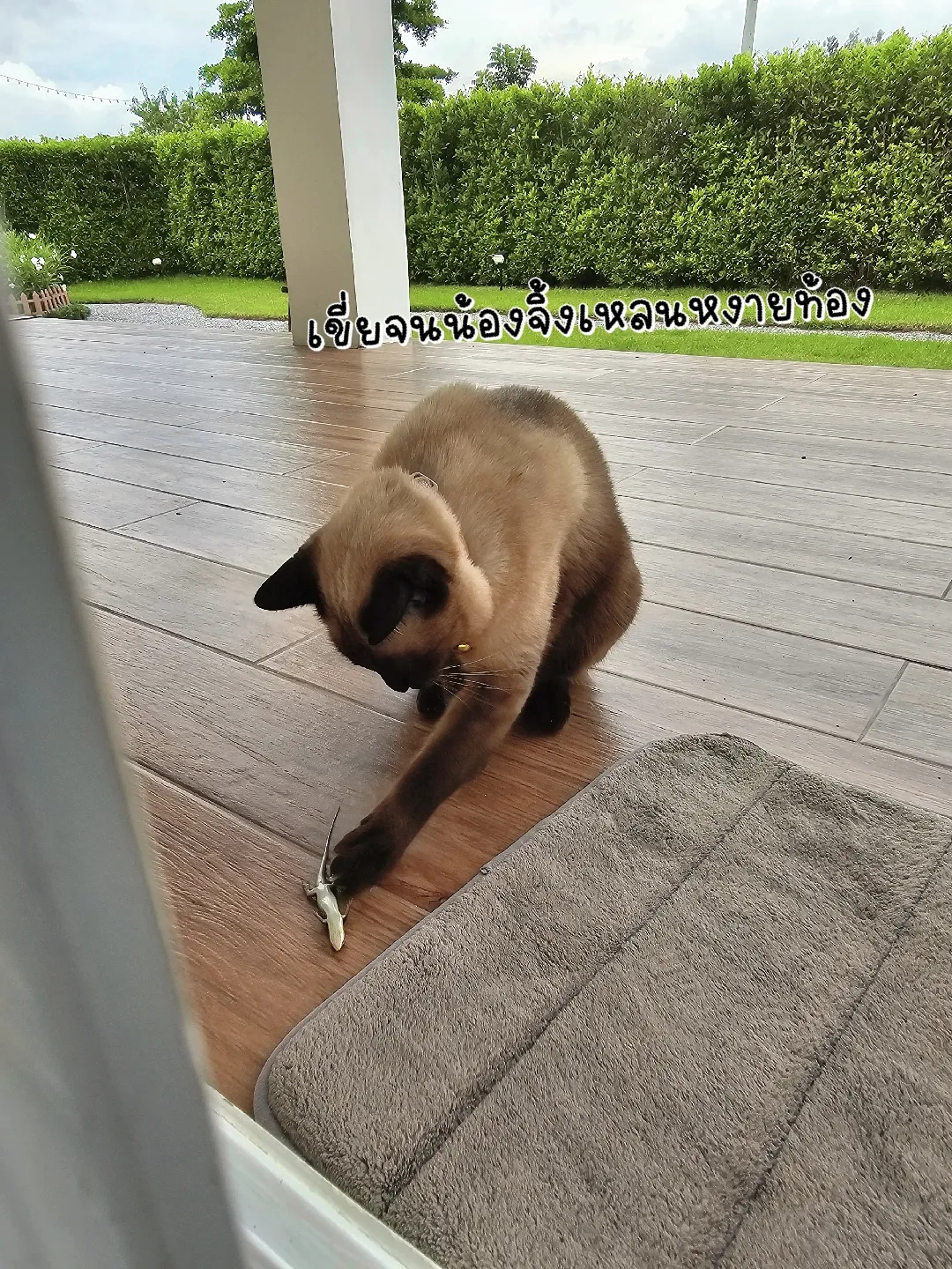 ของฝากจากแมว ภาค2 | แกลเลอรีที่โพสต์โดย Ifah fifah | Lemon8