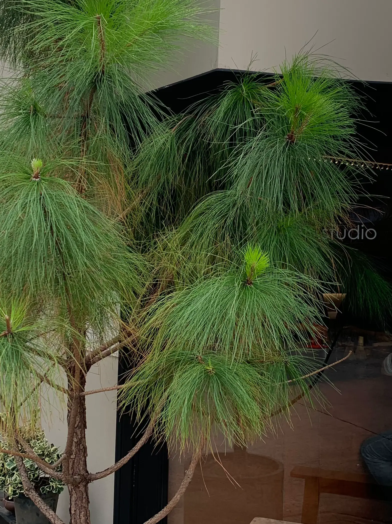 🍶 grow tea studio : เดอะเบสร้านชา ที่ไม่ได้อร่อยแค่ชา | แกลเลอรีที่โพสต์โดย jnmayy | Lemon8