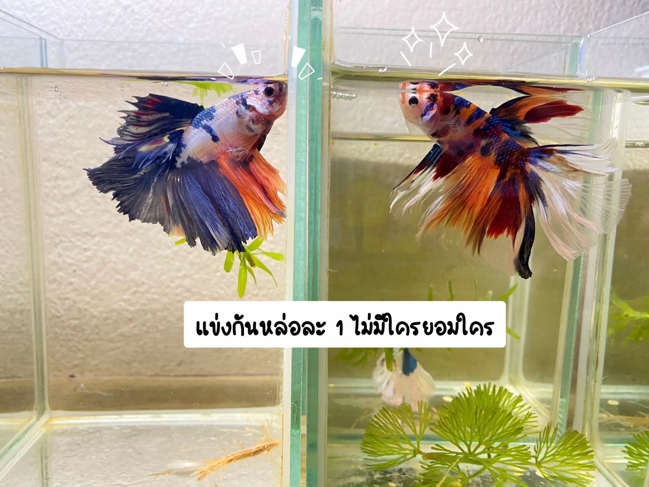 🐟Fancy biting fish, craft biting fish, hafmoon biting fish🐟 | Gallery ...