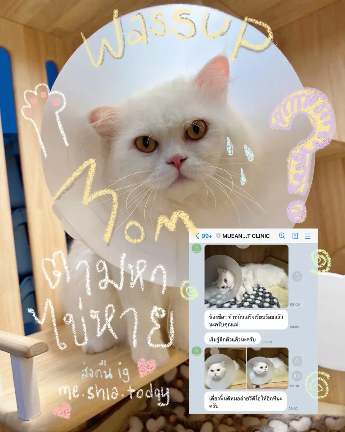 Share the experience. Take the cat for the first vasectomy. 🙀 (male cat ...