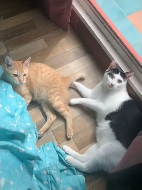 My Cat แมว 30 | วิดีโอที่เผยแพร่โดย Ohmycutie | Lemon8