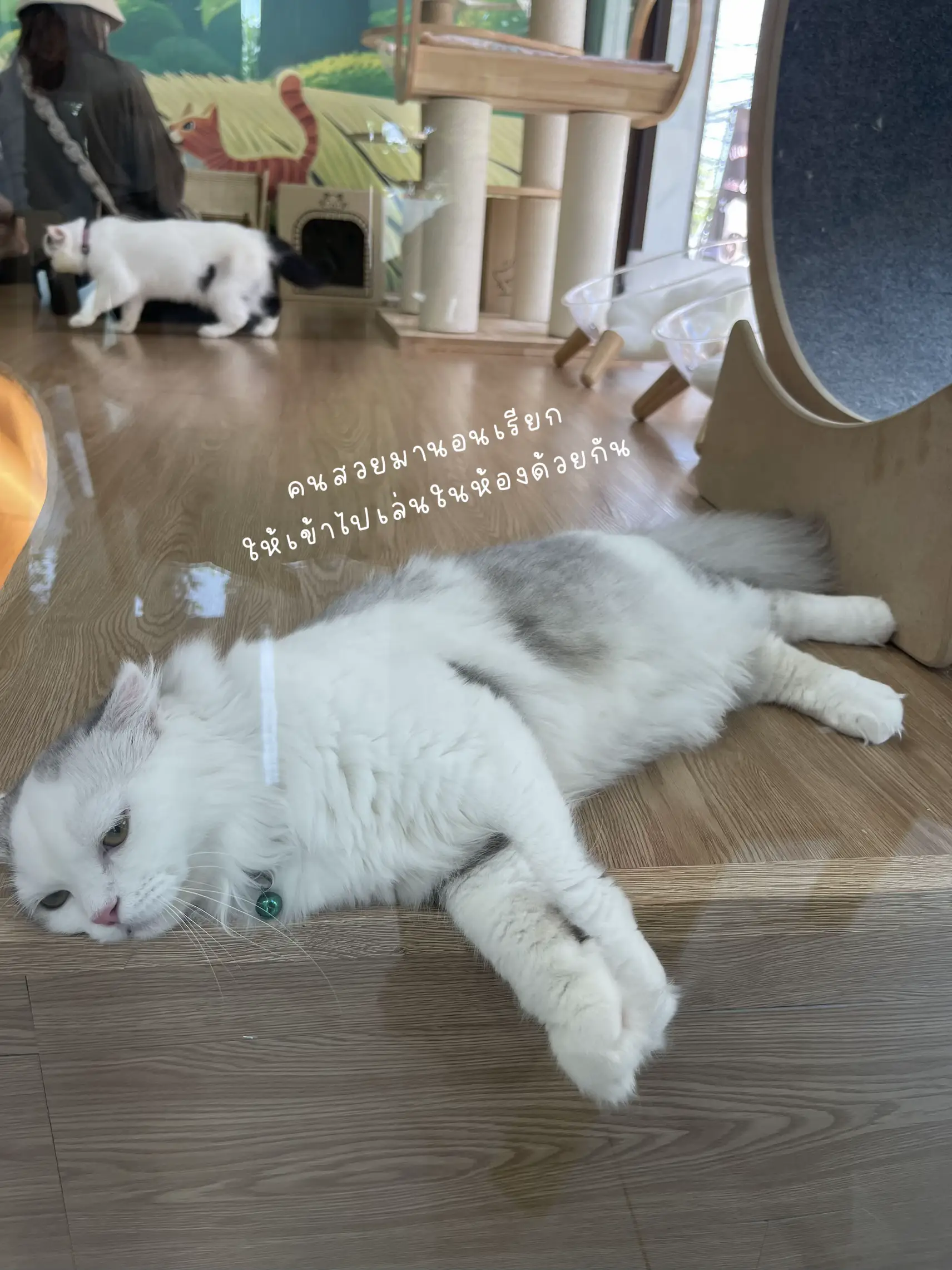 Fa Fin Cat Cafe @ม.รามคำแหง2 | แกลเลอรีที่โพสต์โดย 𝙼𝙸𝙻𝙻 | Lemon8