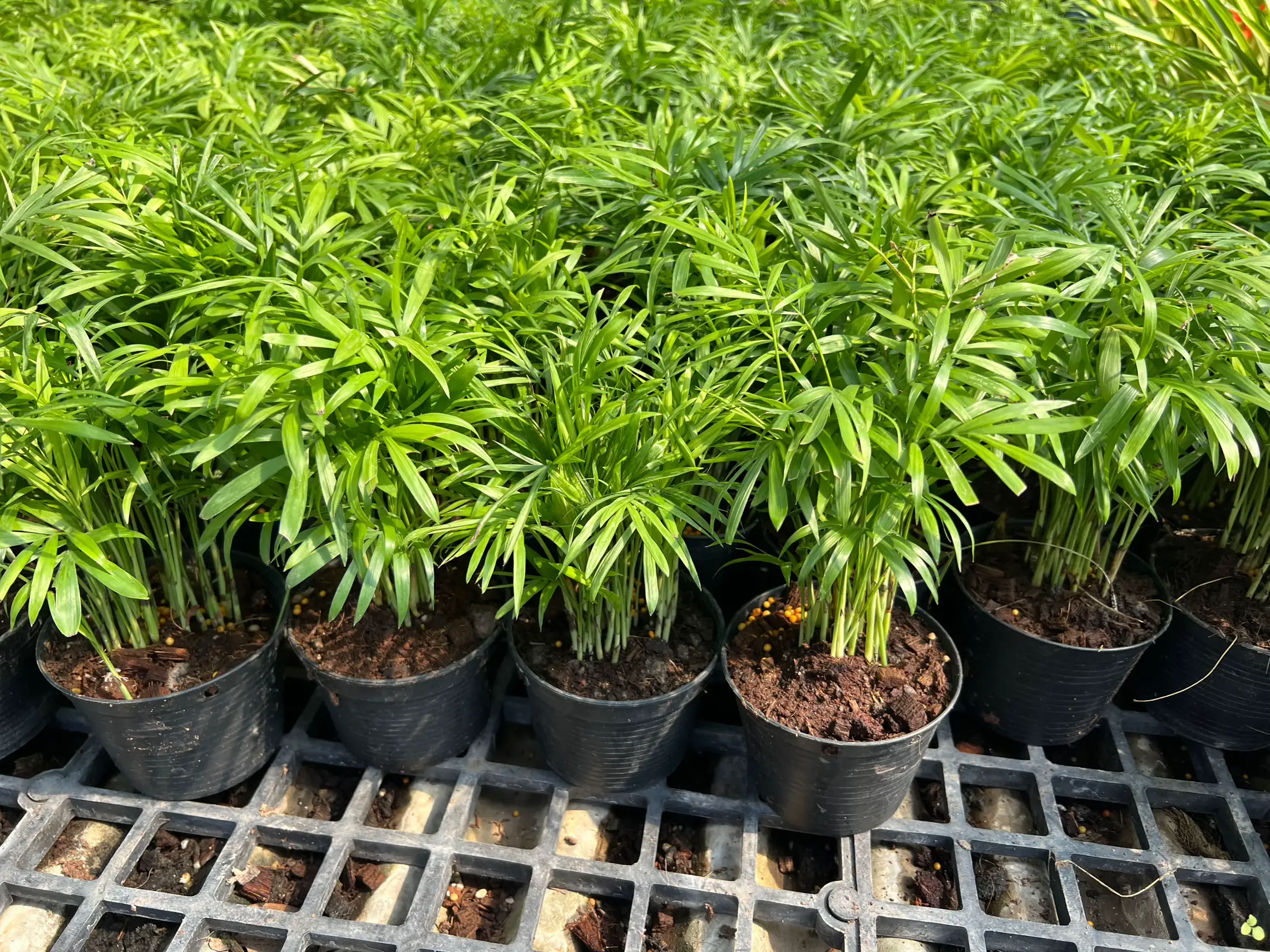 Find a table tree. Set it in the house. 🍀 bamboo palm. It has a scientific name, Chamae ...