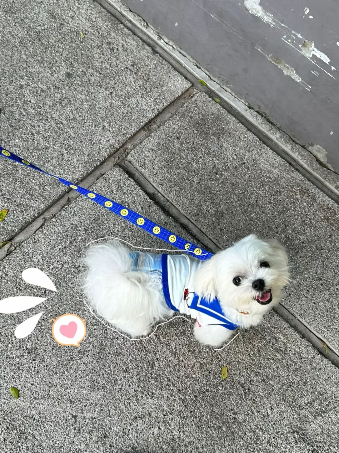 ฝากน้องหมาครั้งแรก 1 อาทิตย์ 🥹🫶🏻🐶 | แกลเลอรีที่โพสต์โดย polar.maltese ...