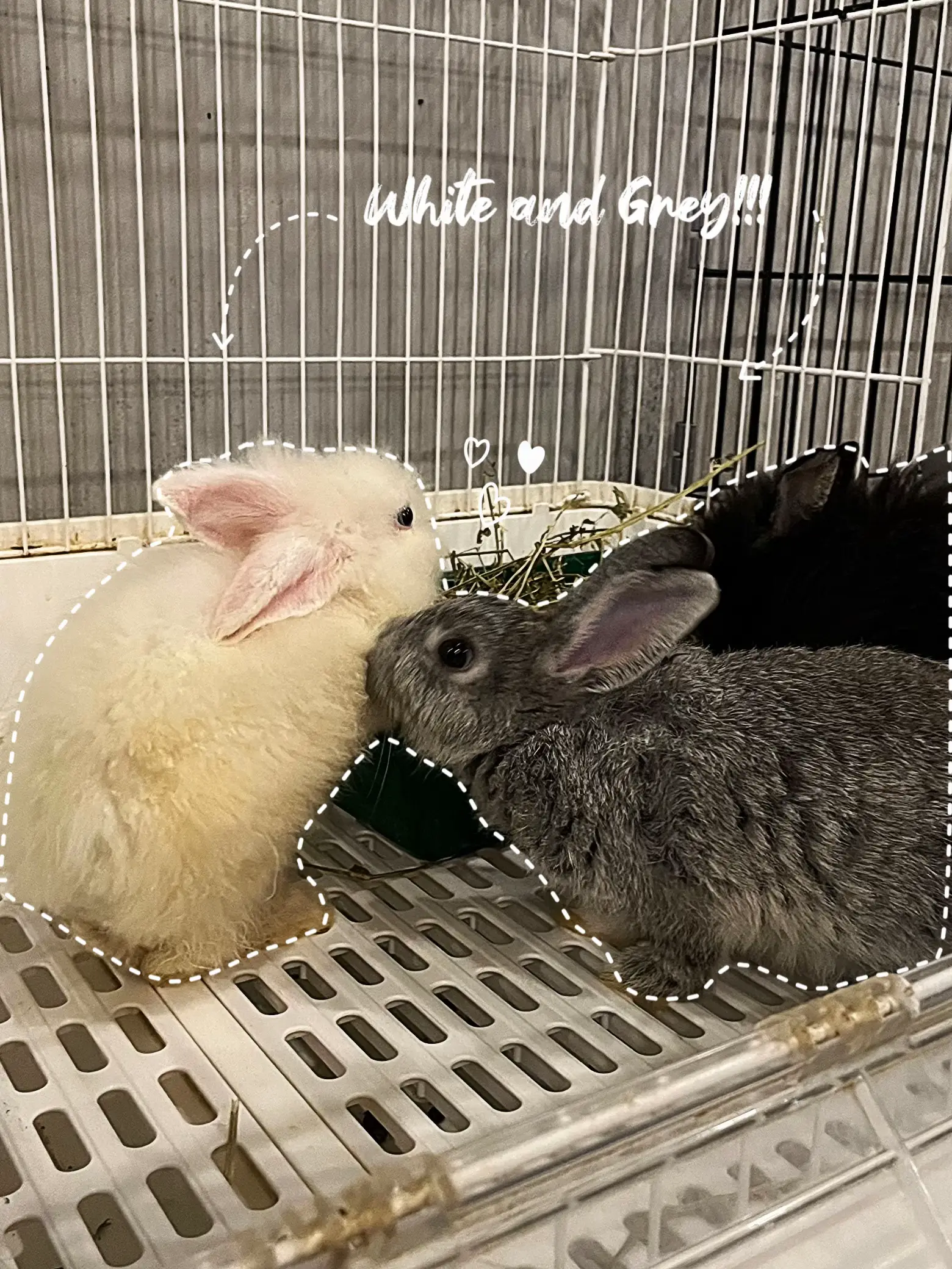 Is There Any Rabbit Cafe in KL?! 🐰 | Galeri disiarkan oleh ivy | Lemon8