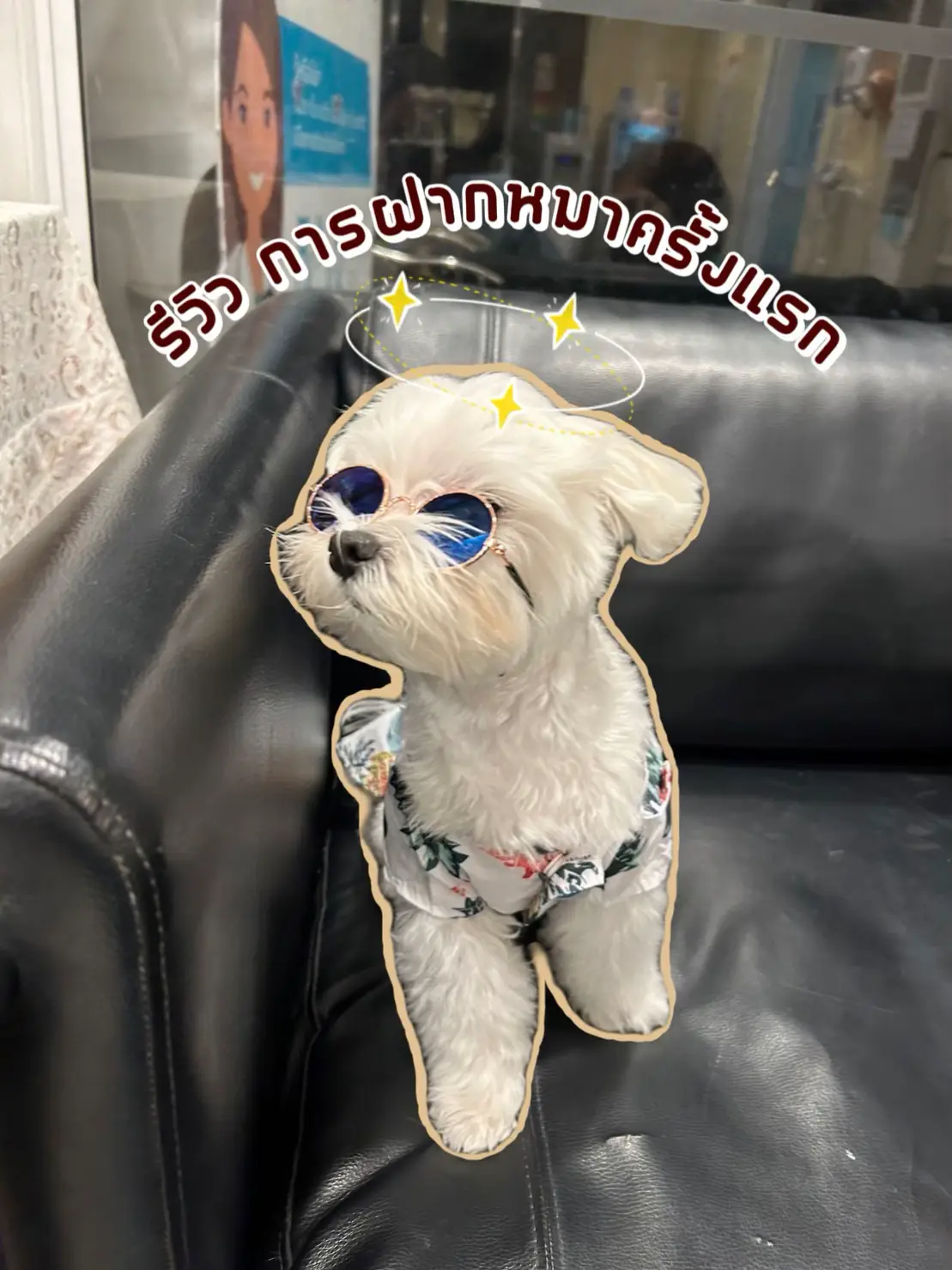 ฝากน้องหมาครั้งแรก 1 อาทิตย์ 🥹🫶🏻🐶 | แกลเลอรีที่โพสต์โดย polar.maltese ...