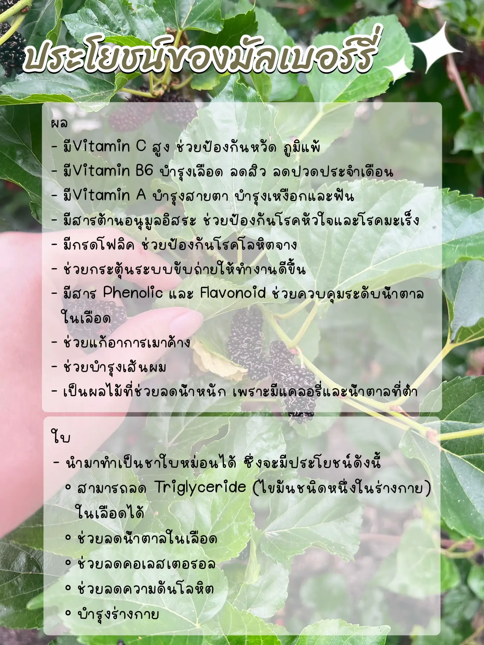 มัลเบอร์รี่ มีประโยชน์อะไรบ้างน้าา💡 | แกลเลอรีที่โพสต์โดย PhimPhi | Lemon8