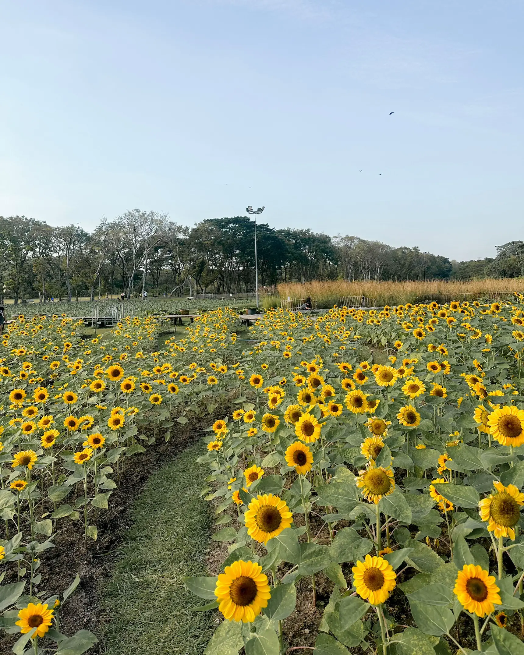 Sunflower Farm Rizal | Best Flower Site