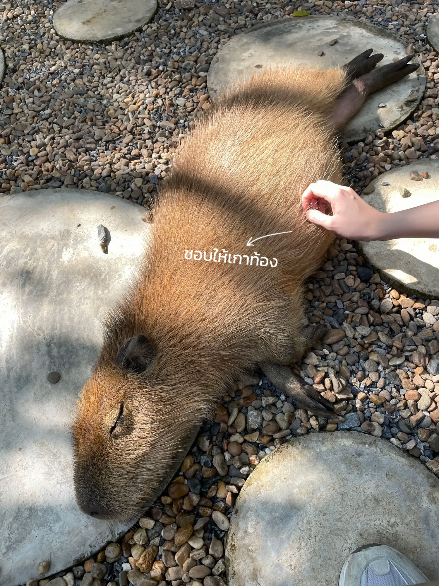 capybara lamp - การค้นหาใน Lemon8