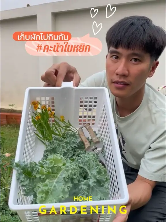 ผักเคล (Kale) ประโยชน์ โทษที่ต้องรู้ และวิธีกินให้ดีต่อสุขภาพ | แกลเลอรีที่โพสต์โดย PloyPloy ...