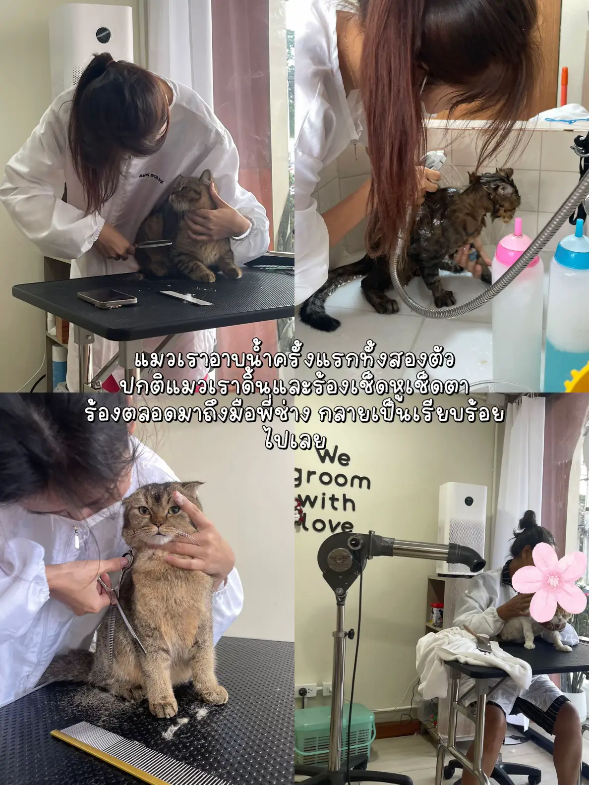 ร้านอาบน้ำตัดขนสัตว์เลี้ยงราคาประหยัด 💖 แถวม.รังสิต | แกลเลอรีที่โพสต์โดย Mac luv sharing | Lemon8