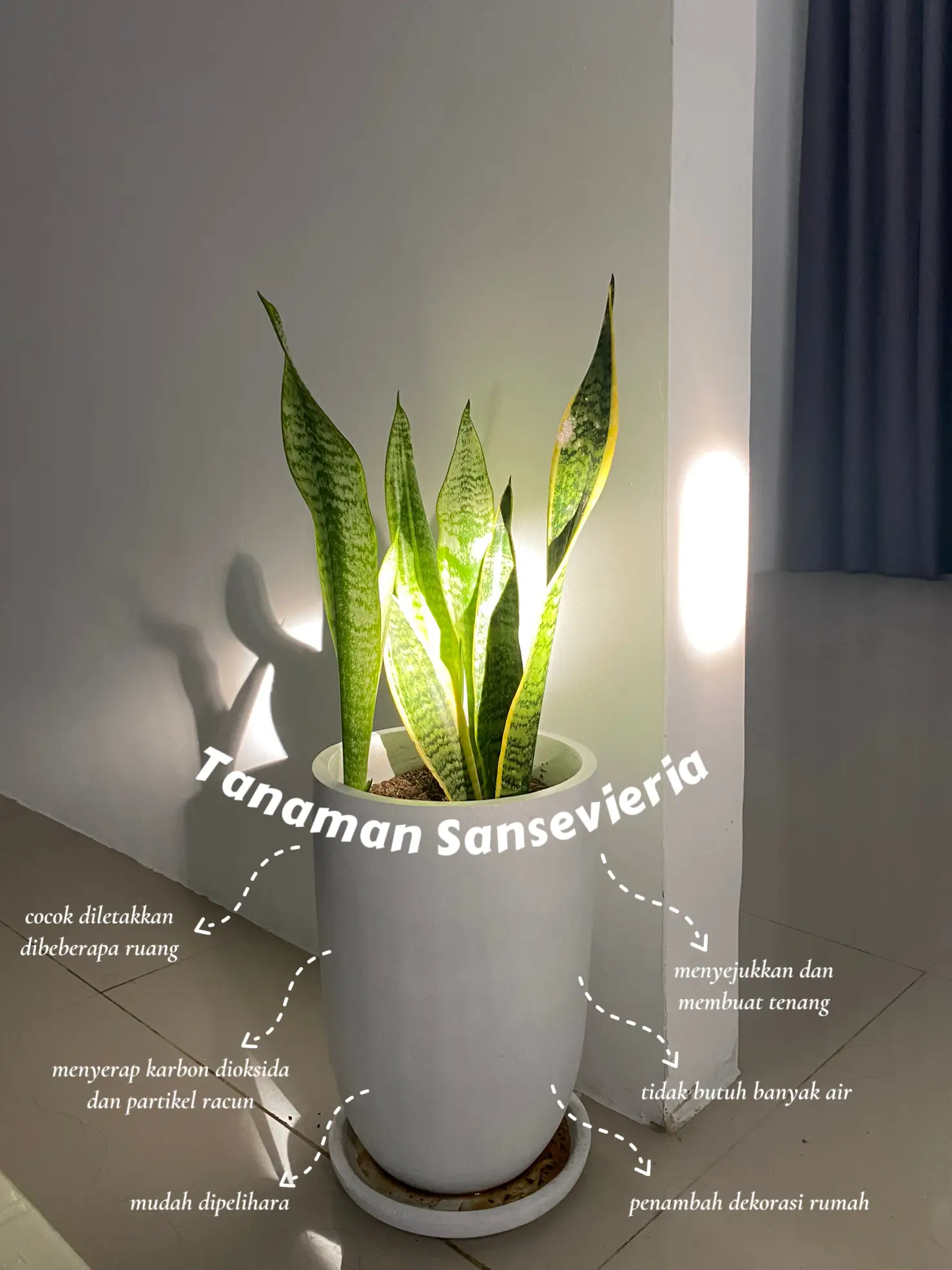 Tanaman Aesthetic | Galeri diposting oleh novisawayah | Lemon8