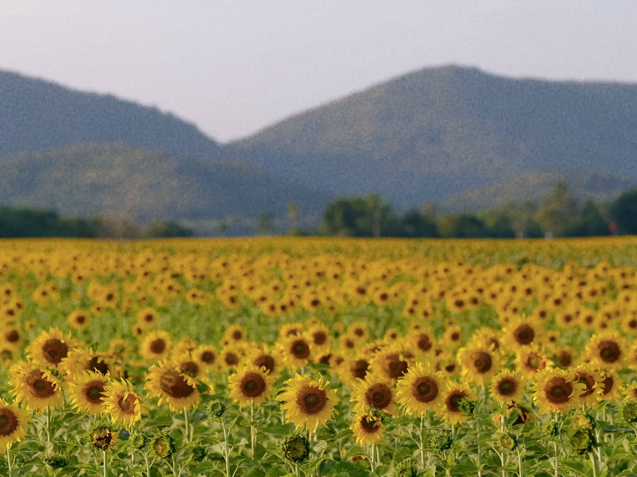 🌻🌤เจ้าดอกทานตะวัน สีเหลืองสดใส🚗 | แกลเลอรีที่โพสต์โดย J-Nistar | Lemon8
