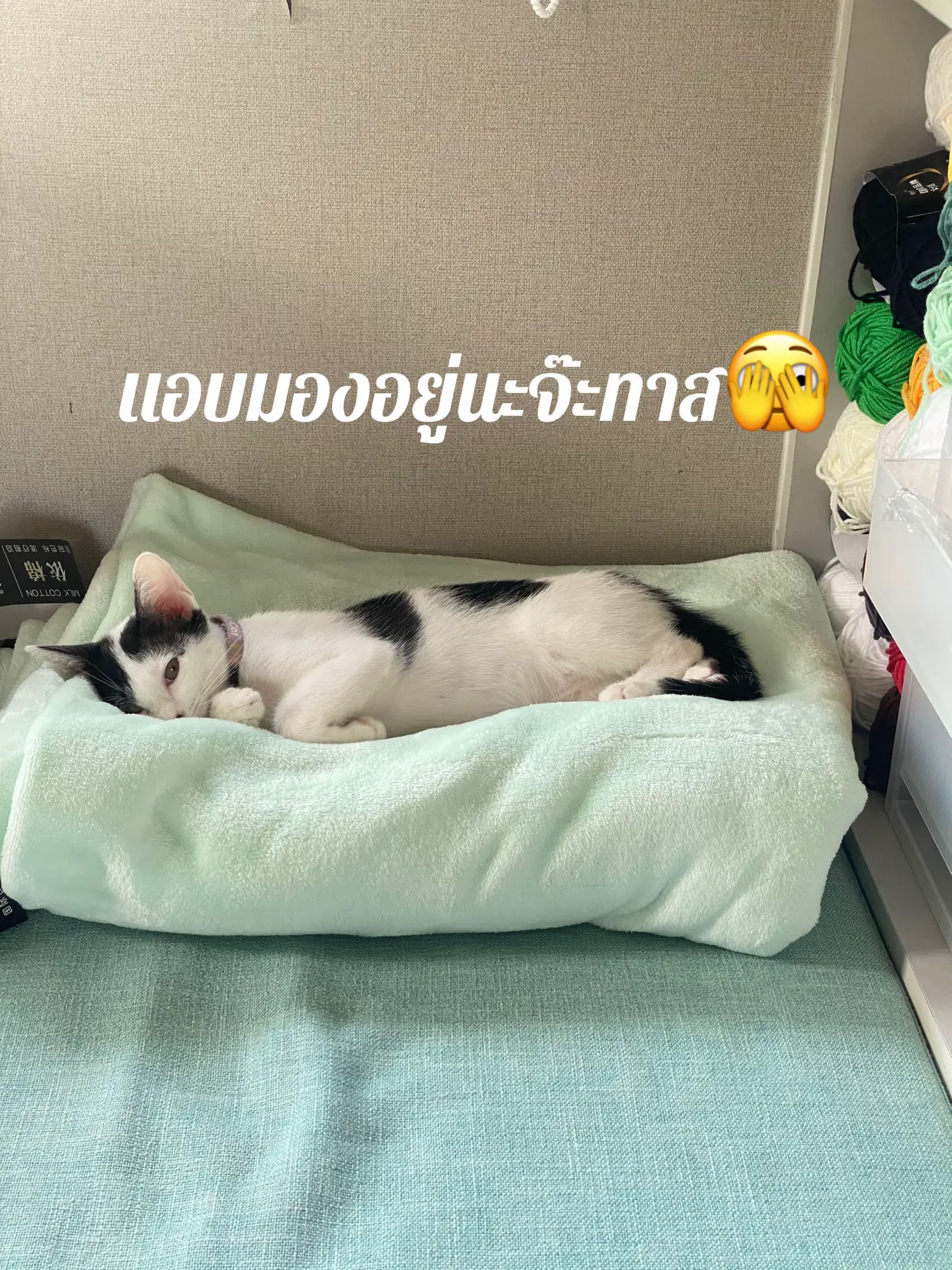 แอบมองอยู่นะจ๊ะทาส🫣 | แกลเลอรีที่โพสต์โดย Phannapat Suwan | Lemon8