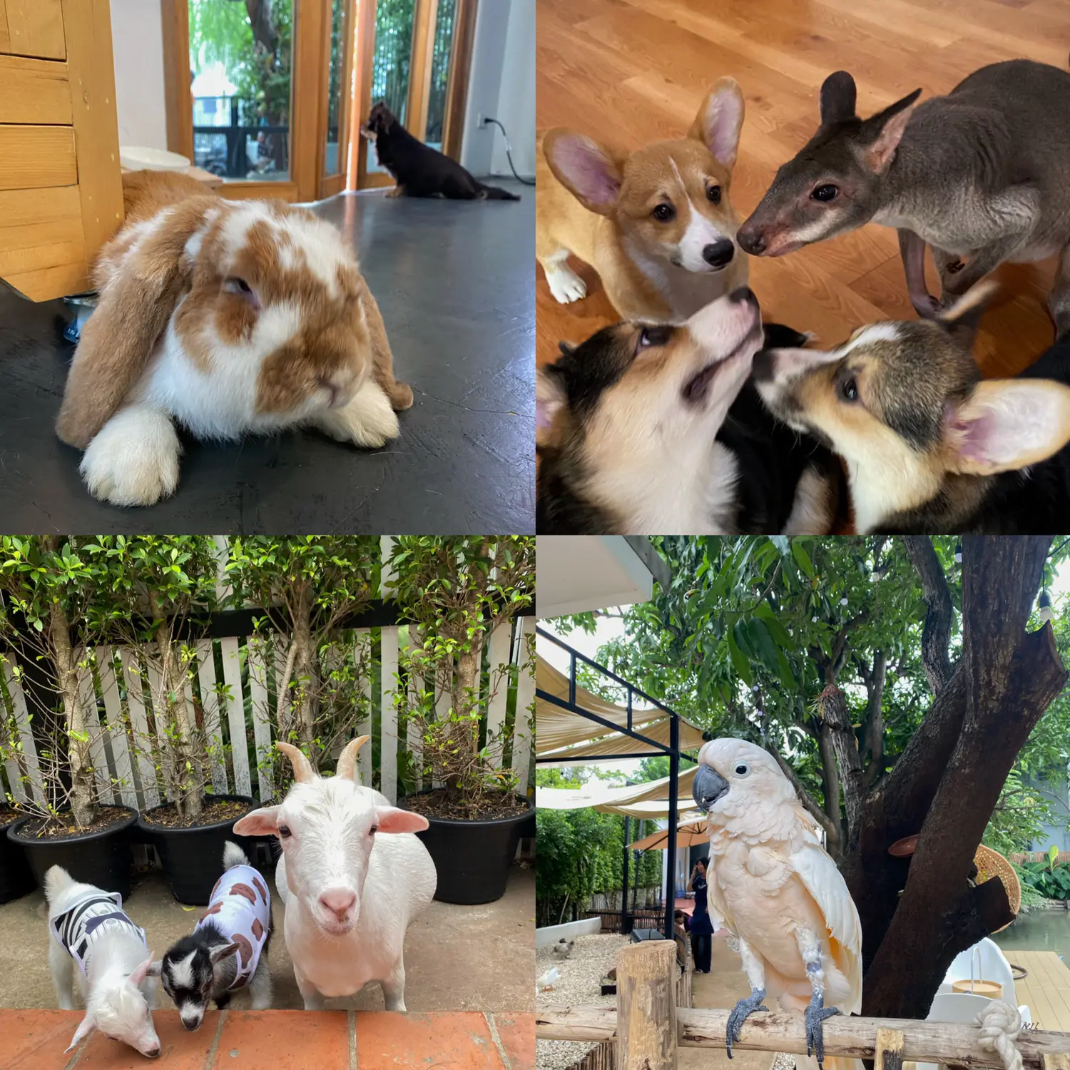 capybara cafe in bangkok?! - bkk | Gallery posted by nat | Lemon8