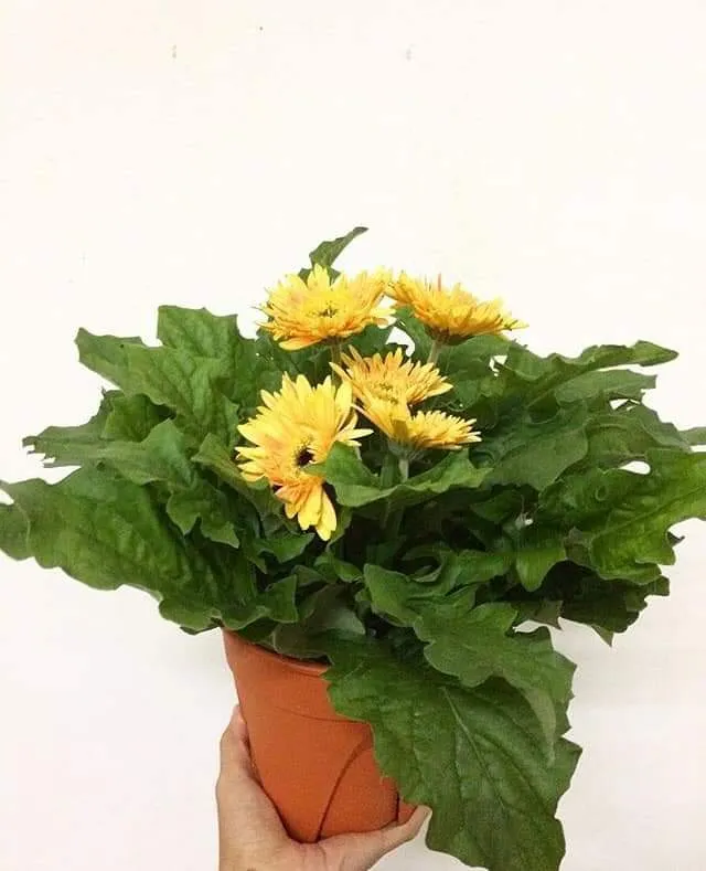 Tips tanam daisy agar sentiasa berbunga | Galeri disiarkan oleh kakpen ...