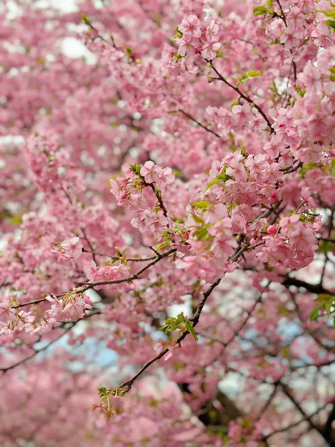 𝙎𝙖𝙠𝙪𝙧𝙖 𝙅𝙖𝙥𝙖𝙣🌸“ญี่ปุ่น” ซากุระบานแล้ว ใจฟูมากก💗 | แกลเลอรีที่โพสต์โดย ...