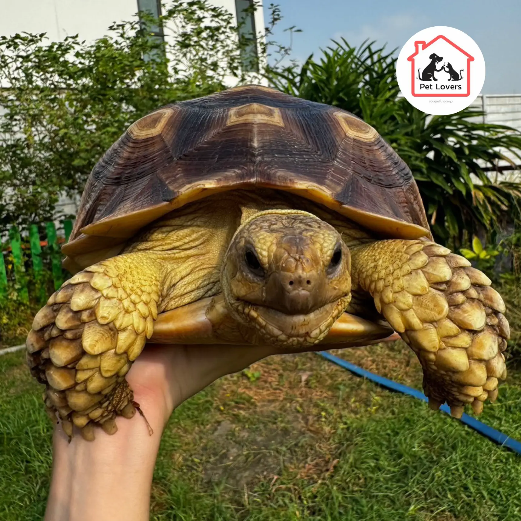 ยูริคเต่าคืออะไร? | แกลเลอรีที่โพสต์โดย Pet lovers | Lemon8