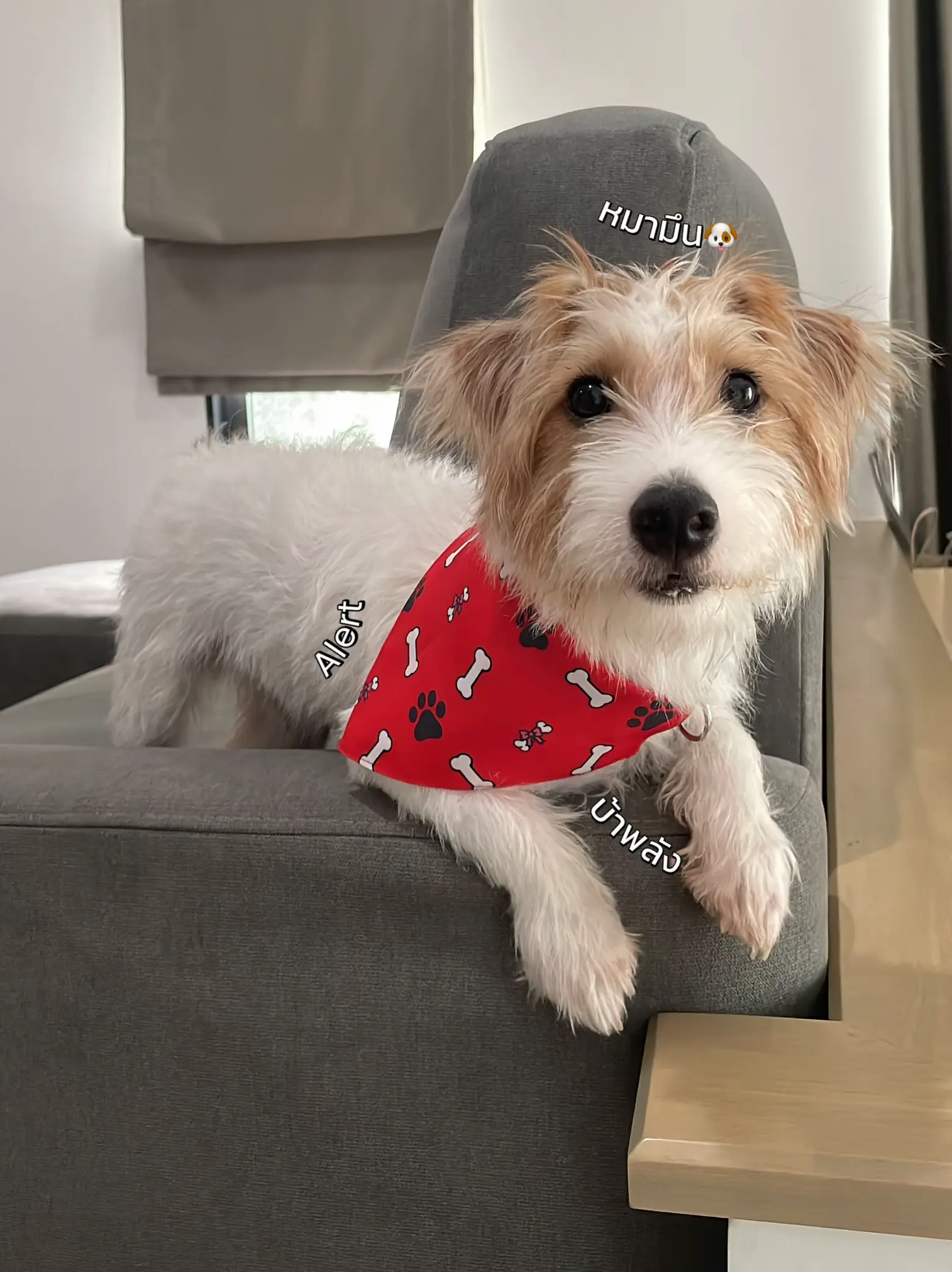หมามึน Jack russell | แกลเลอรีที่โพสต์โดย 🄴🅈🄴 🄺🄸 | Lemon8