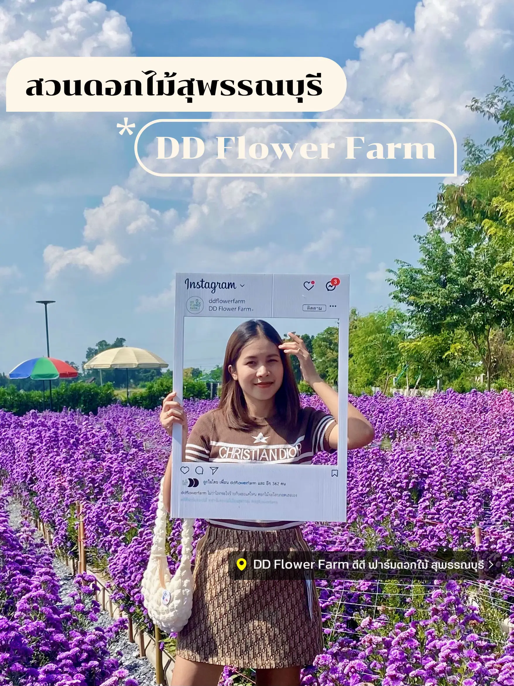 DD Flower Farm | แกลเลอรีที่โพสต์โดย 𝐓𝐡𝐢𝐜𝐡𝐚 •ᴥ• | Lemon8