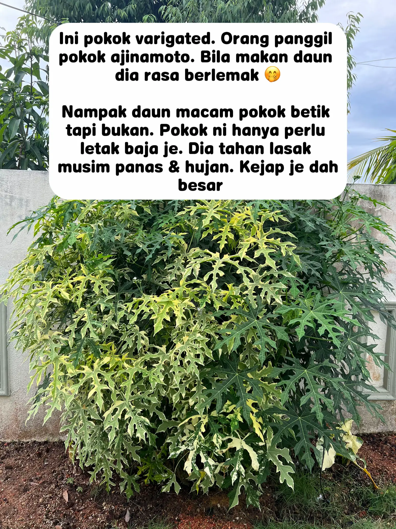 Tanam pokok ni 2 musim dia boleh bertahan | Galeri disiarkan oleh ...
