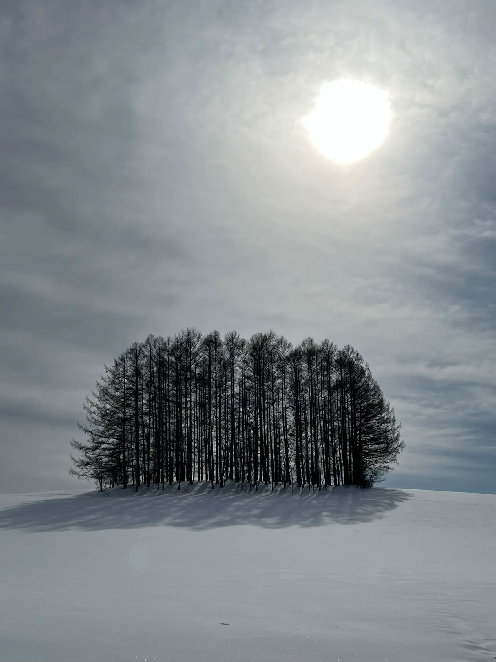 คู่มือท่องเที่ยว Asahikawa-Biei-Furano: สัมผัสความงามแห่ง Hokkaido