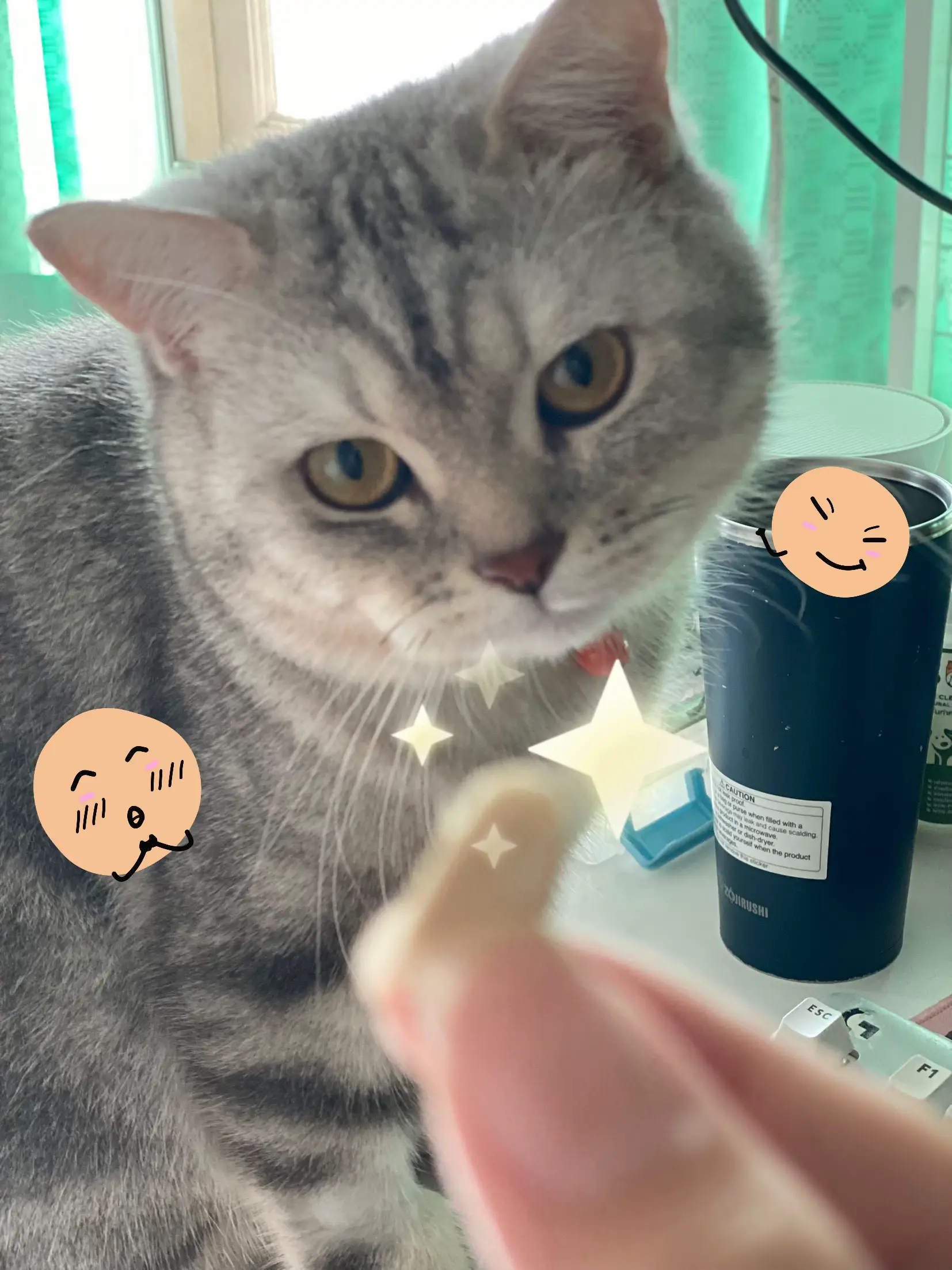 BITYA ขนมแมวที่จริงใจ😻 | แกลเลอรีที่โพสต์โดย Ruby Np | Lemon8