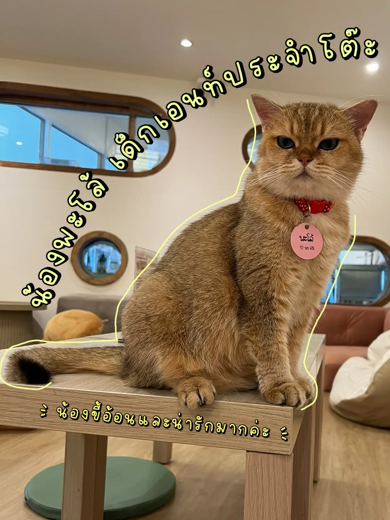 🐱 Chill Cat Cafe 🐱 ให้น้องแมวฮีลใจในวันที่อ่อนล้า ️ | แกลเลอรีที่โพสต์ ...