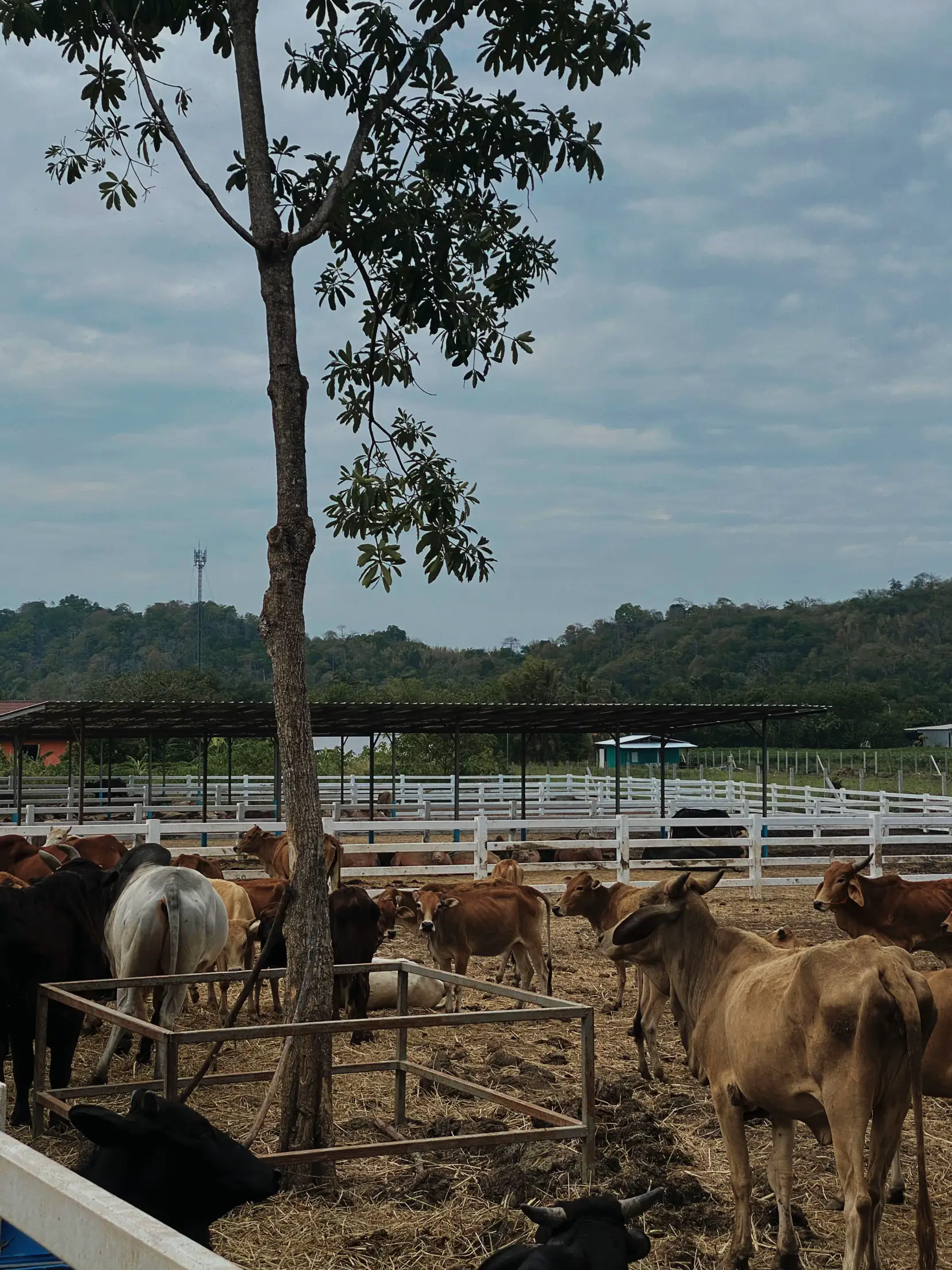 พาไปทำบุญให้สัตว์ถูกทอดทิ้งกัน 🐃🐕🐈🐑🐐🐓 | แกลเลอรีที่โพสต์โดย Nivarin.kt ...