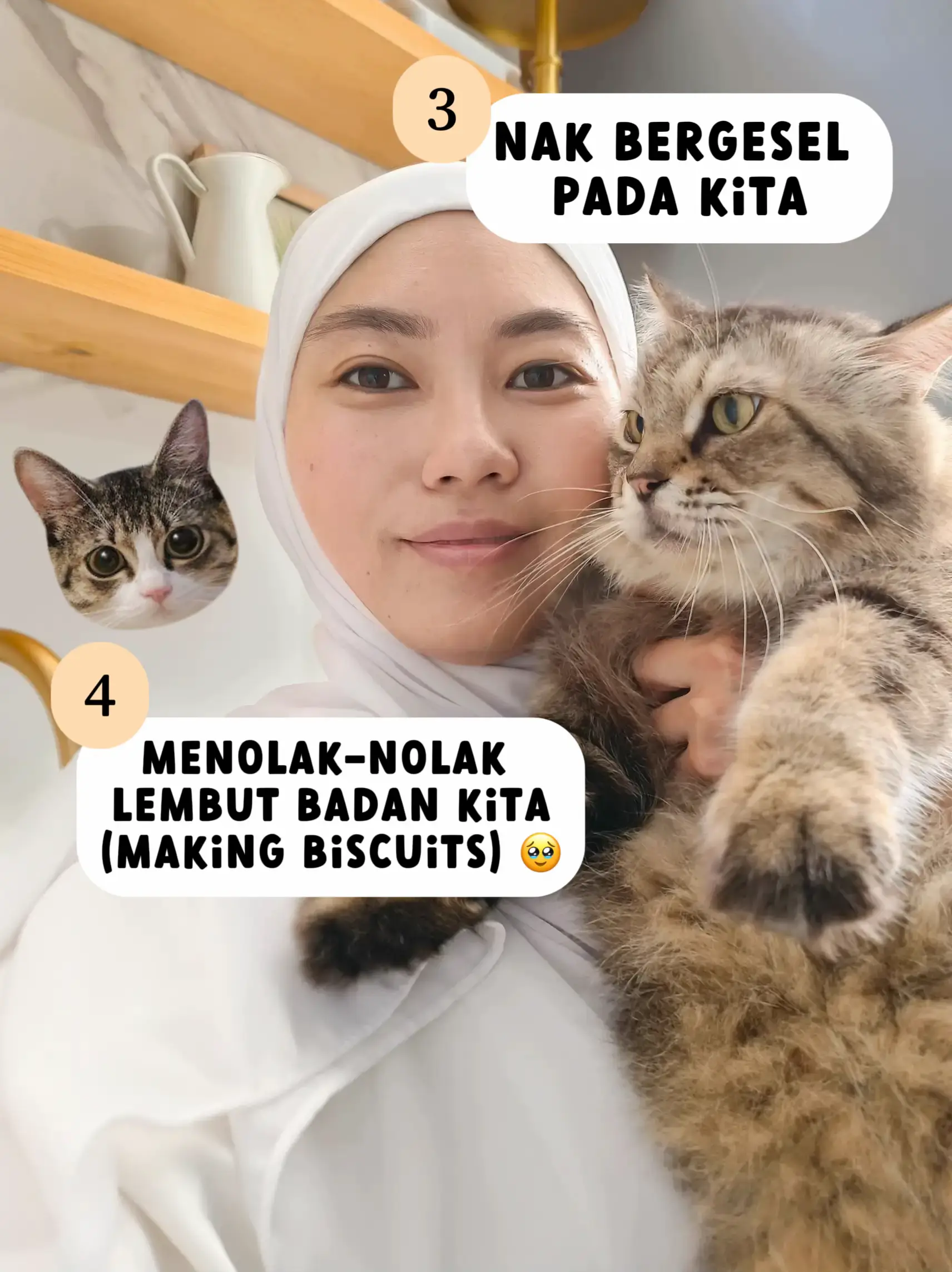 Macam Mana Nak Tahu Kucing Sayang Kita Ni?🥹🥹 | Gallery posted by Aida ...