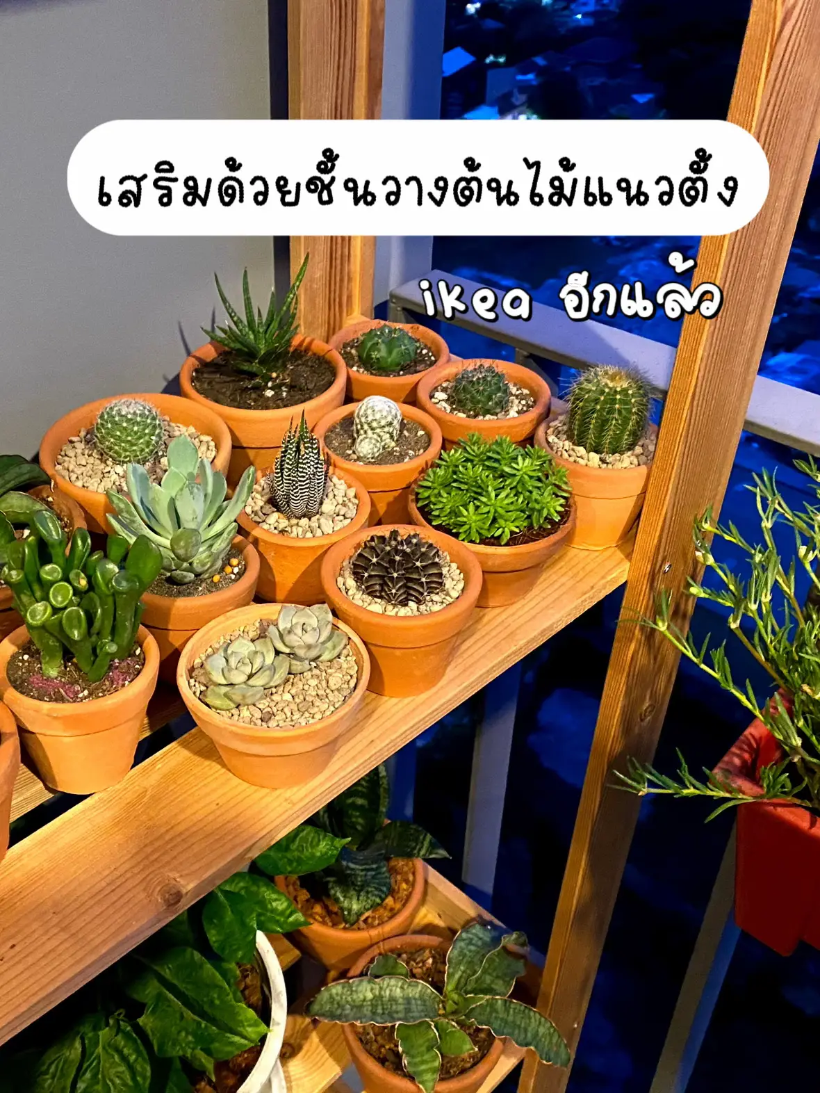 พื้นที่ติ๊ดเดียว แต่อยากทำสวน ระเบียงคอนโดช่วยได้ 🌿 | แกลเลอรีที่โพสต์ ...