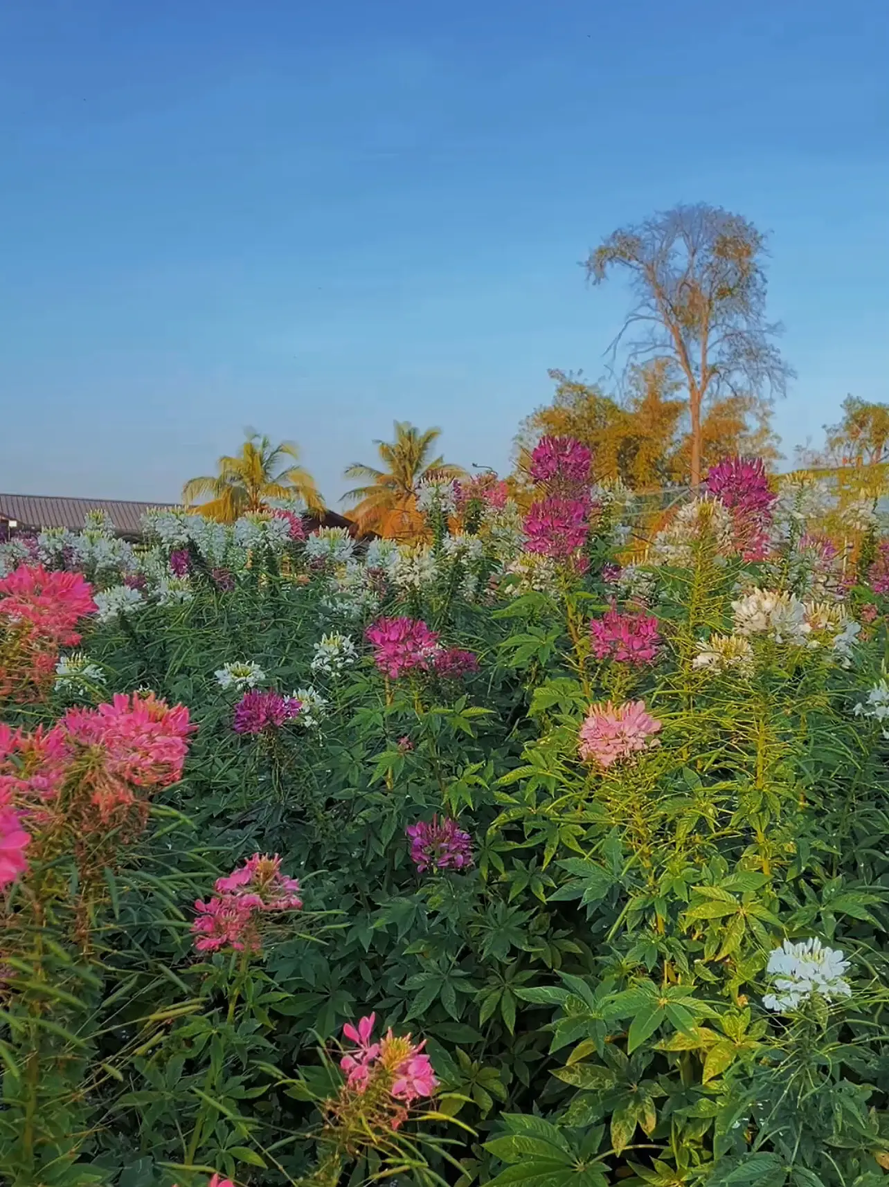 สวนดอกไม้วนิดา | แกลเลอรีที่โพสต์โดย Sarah🤎 | Lemon8