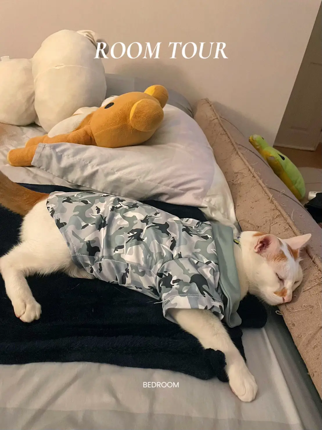My Cat 🐈💞 สวัสดีครับผมชื่อ ทูน่า” แมวจรจัดแต่จริงใจ Pzh 🍕が投稿したフォトブック Lemon8