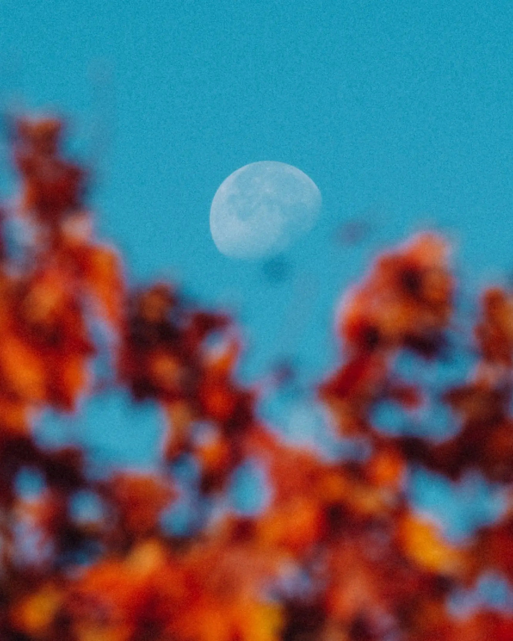 Magic with autumn leaves | Gallery posted by Benjamin | Lemon8