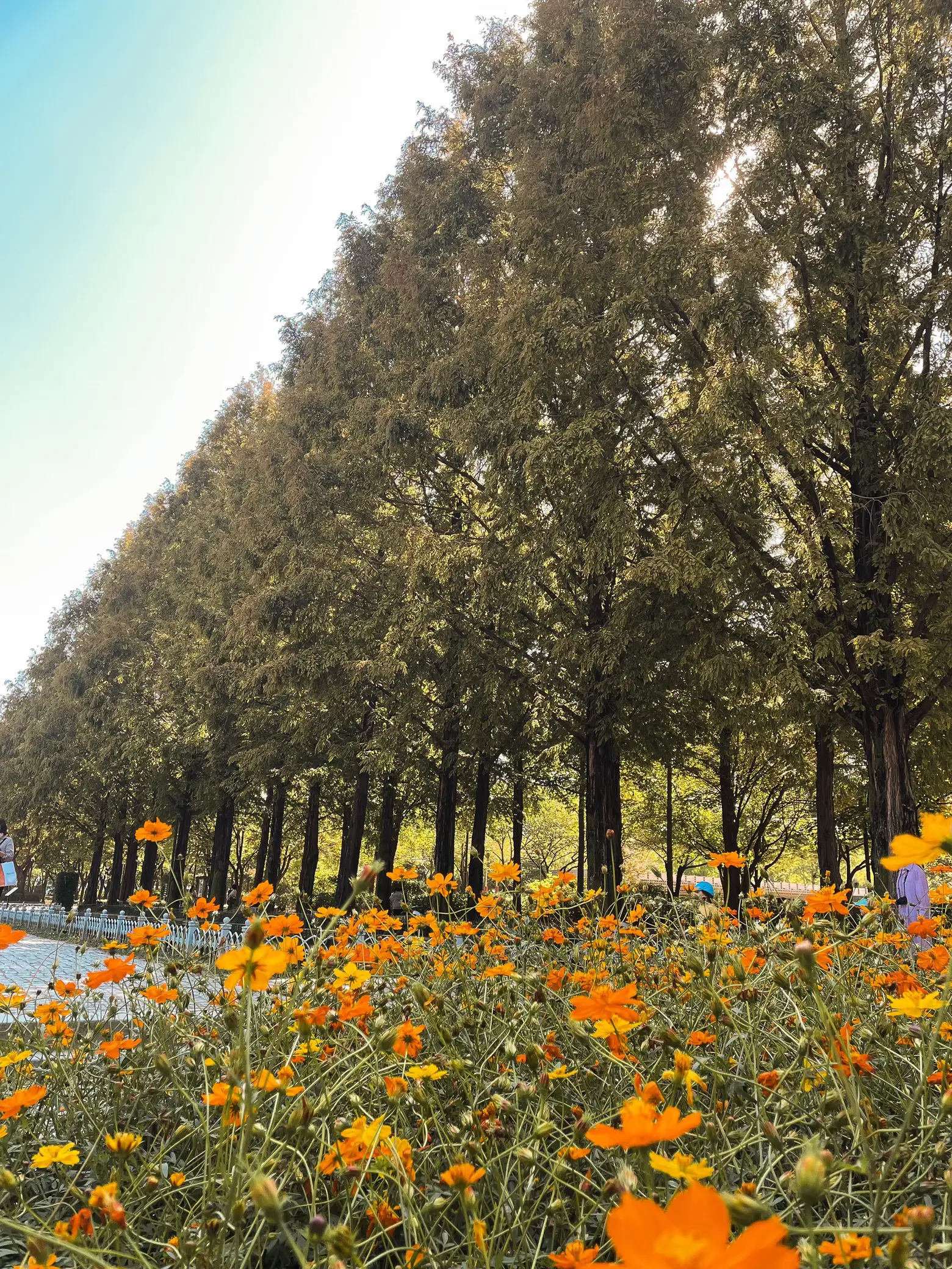 Autumn in Seoul Forest Park🌙 | แกลเลอรีที่โพสต์โดย Stockhome | Lemon8