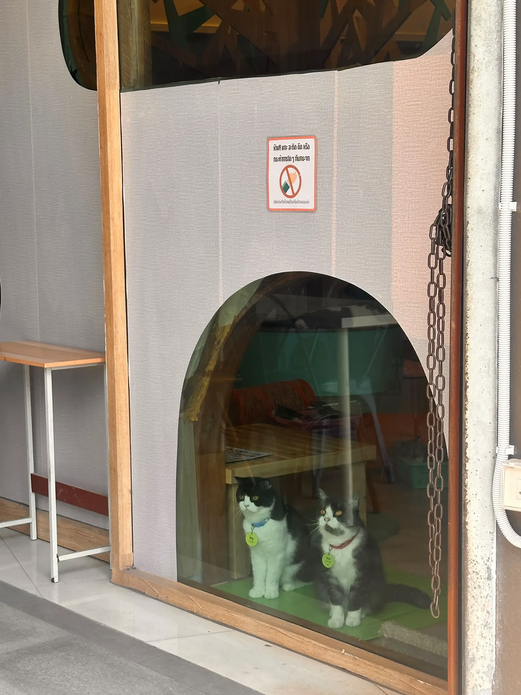 มาฮีลใจที่Chill cat cafe คาเฟ่แมวดังในตต ย่านเพชรเกษม | แกลเลอรีที่ ...