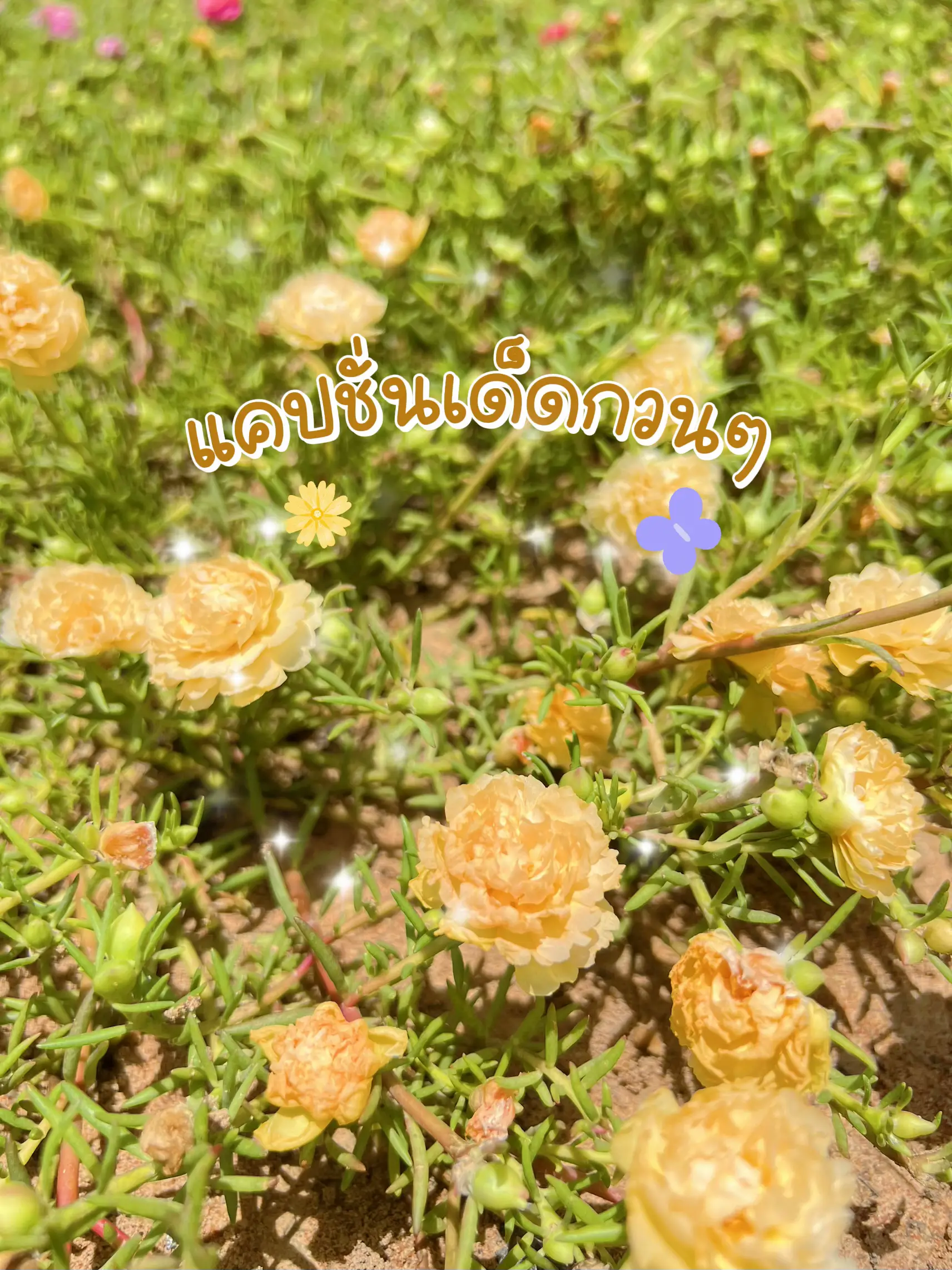 รวมคำคม แคปชั่นกวนๆ 😆😎 | แกลเลอรีที่โพสต์โดย Font Kancha | Lemon8