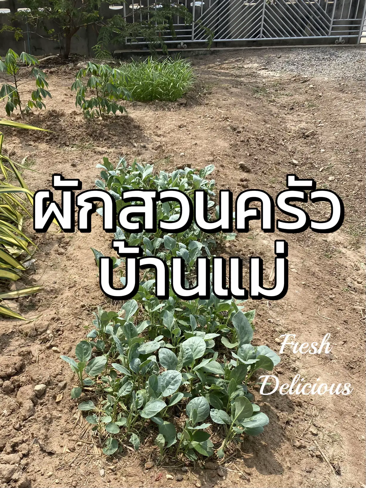 ปลูกผักทานเอง ฉบับคนเกษียณอายุ 🍋 | แกลเลอรีที่โพสต์โดย Ban Mhee 🐻 | Lemon8