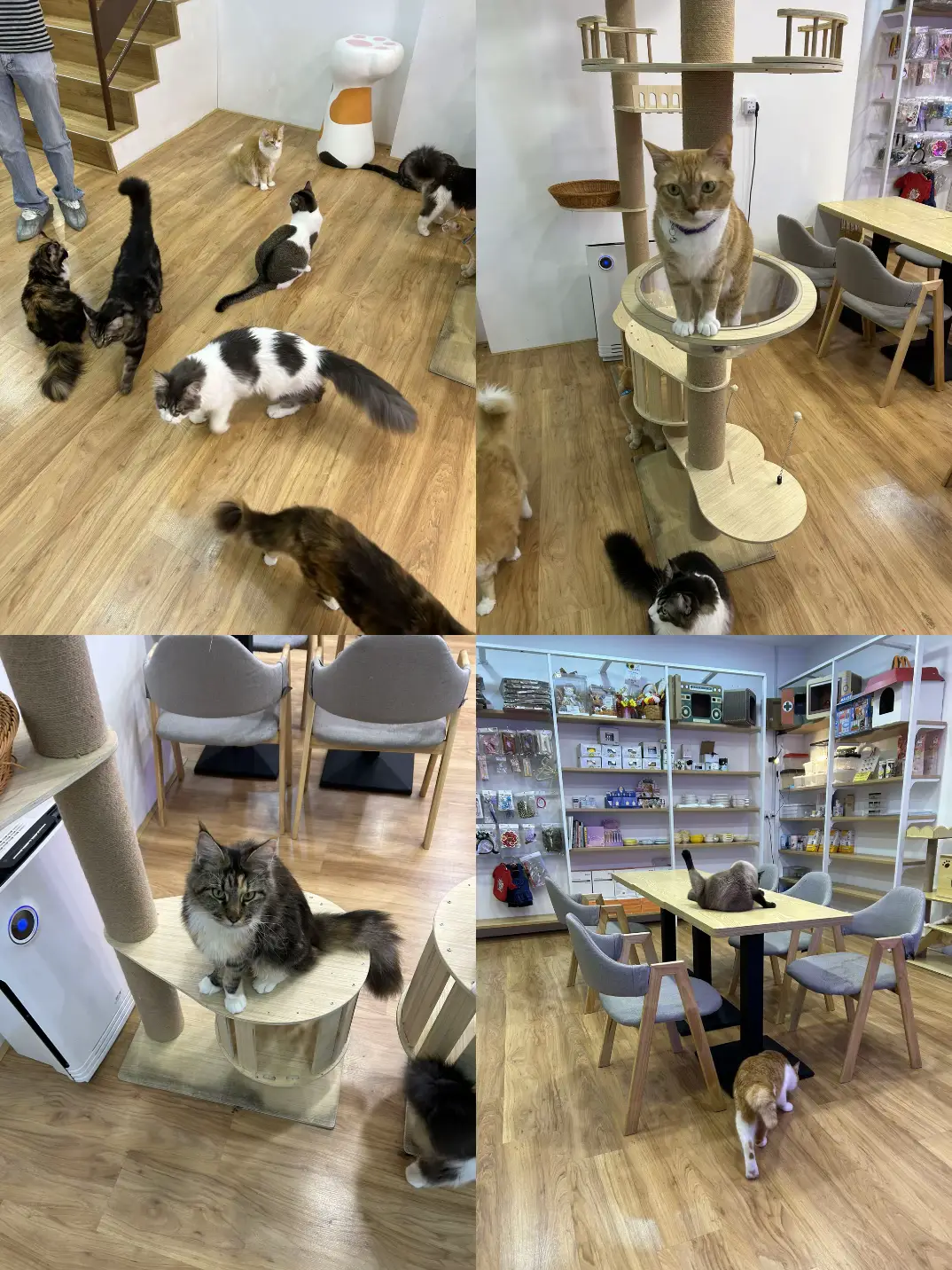 Chucky Chappy Cat Cafe Jb - Lemon8 Search