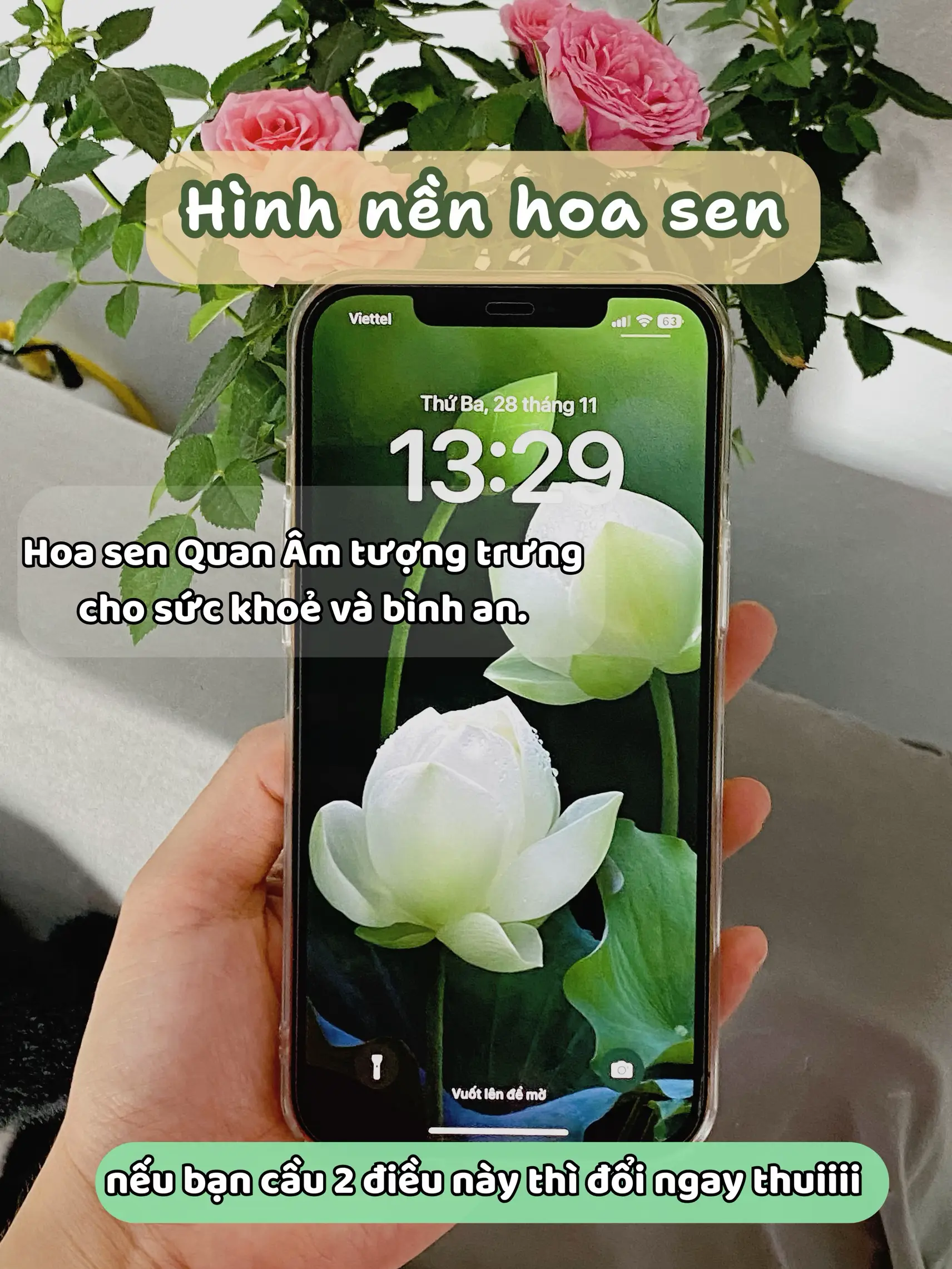 Hình Nền Điện Thoại Hoa Tulip - Tìm kiếm trên Lemon8