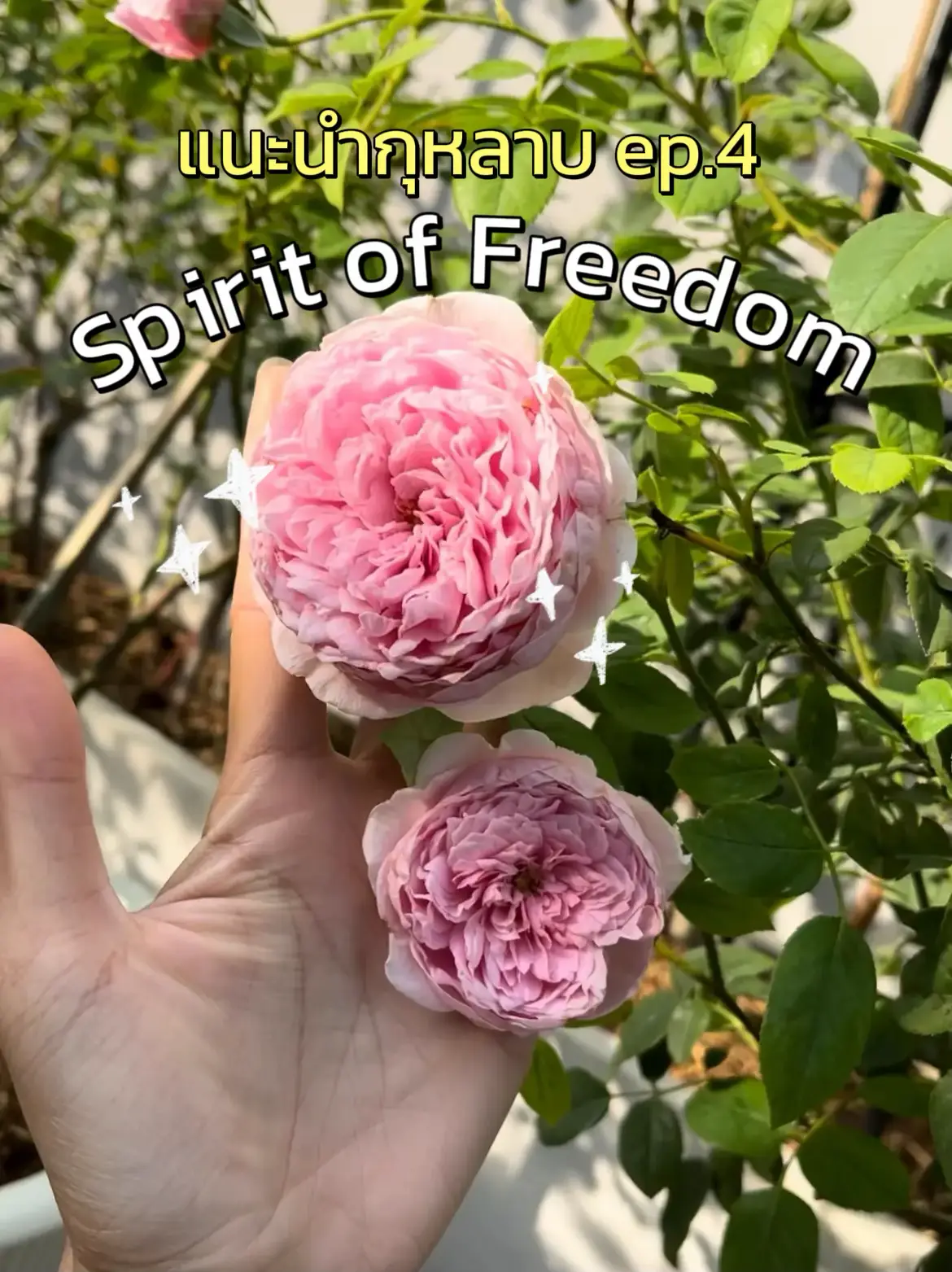 แนะนำกุหลาบ ep.4 : SOF | แกลเลอรีที่โพสต์โดย Minin.rose | Lemon8