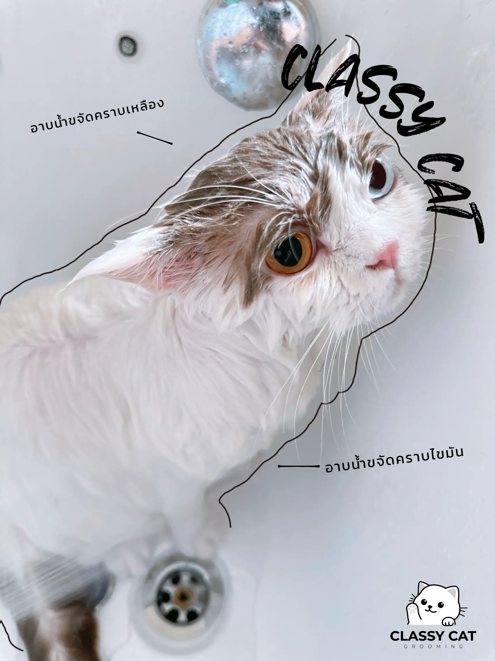 อาบน้ำแมว Classy cat grooming | แกลเลอรีที่โพสต์โดย Classycat.th | Lemon8