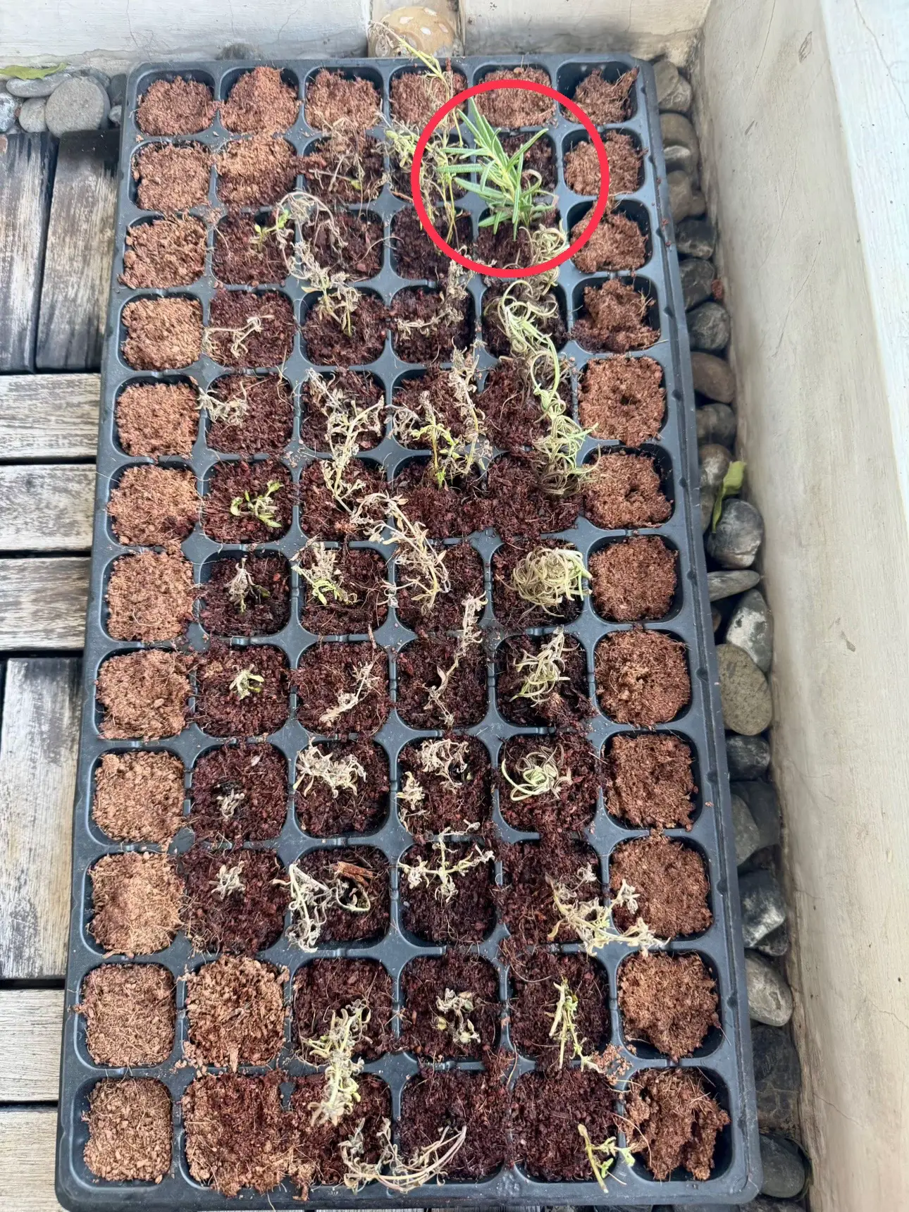 มาลองเพาะโรสแมรี่ & ใบไทม์ | วิดีโอที่เผยแพร่โดย Nattaya Noi | Lemon8