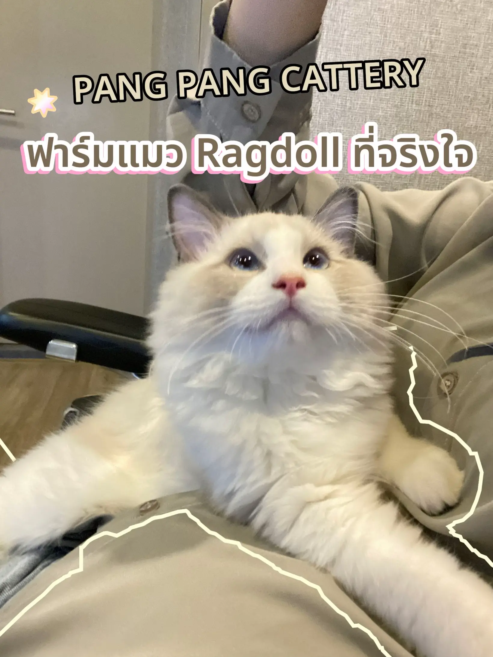 PANG PANG CATTERY ฟาร์มแมว Ragdoll ที่จริงใจ 👀🫶🏻 | แกลเลอรีที่โพสต์โดย ไอซ์มาป้ายยา 🫶🏻 | Lemon8