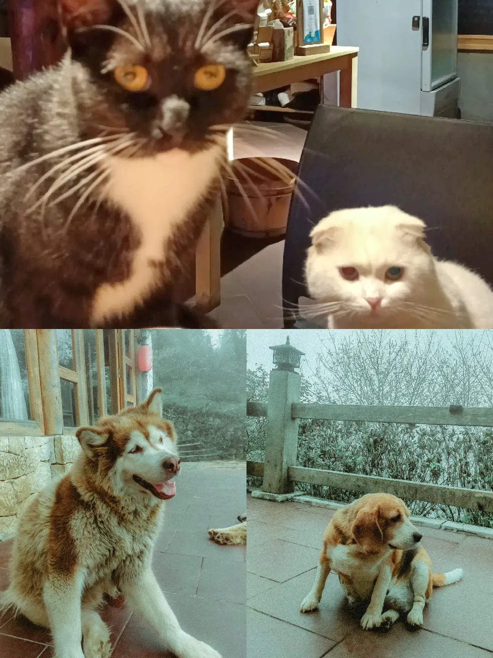 Rock Garden Homestay โทนฟิล์ม - แอพ Lightroom | แกลเลอรีที่โพสต์โดย Bizzy Bew | Lemon8