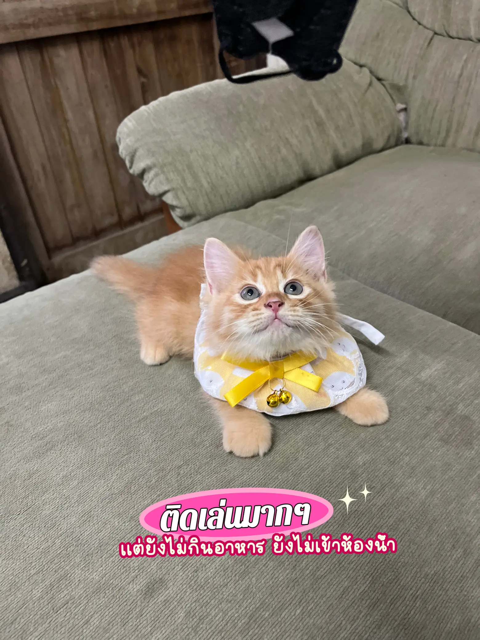 ตามติดชีวิตสัตว์เลี้ยง | แกลเลอรีที่โพสต์โดย Pumpui_fishcan | Lemon8